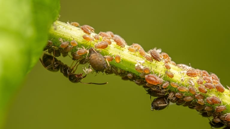 Cucumber Mosaic Virus Identification and Treatment