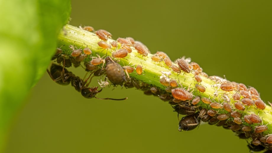 Cucumber Mosaic Virus Identification and Treatment