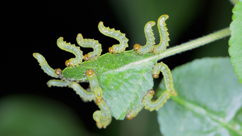 Sawflies: How to Identify and Manage These Garden Pests