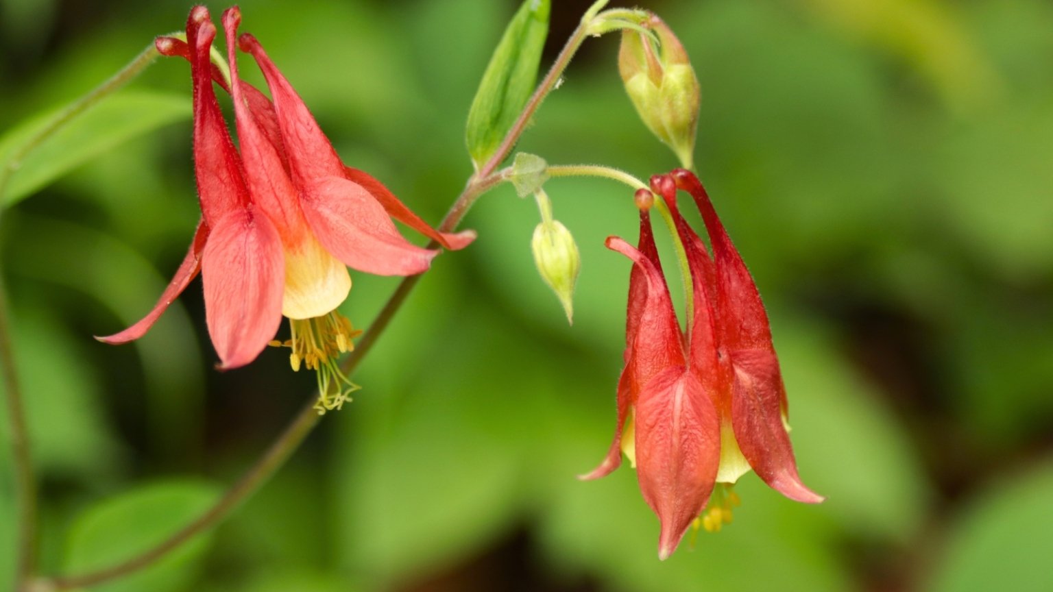21 Native Wildflowers for Tennessee Gardens
