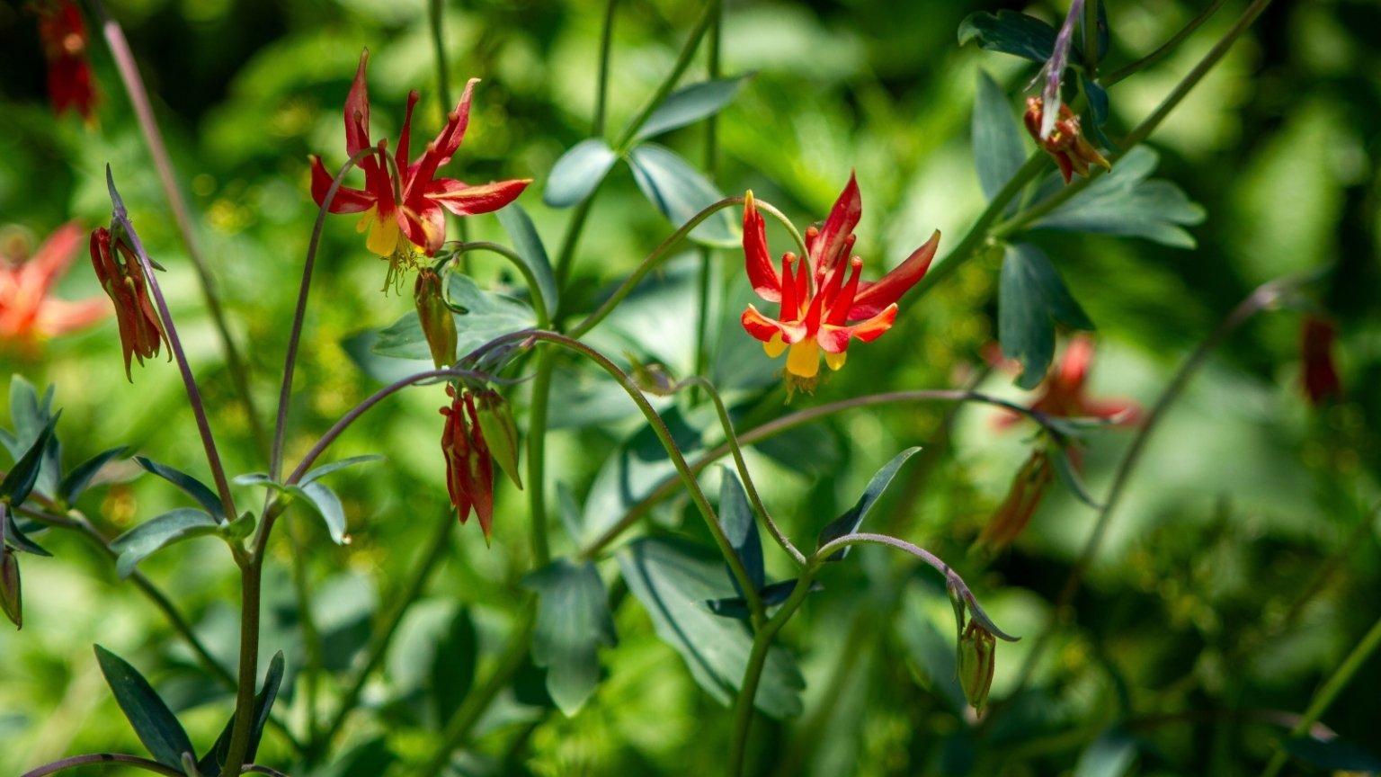 29 California Native Plants for Home Gardens