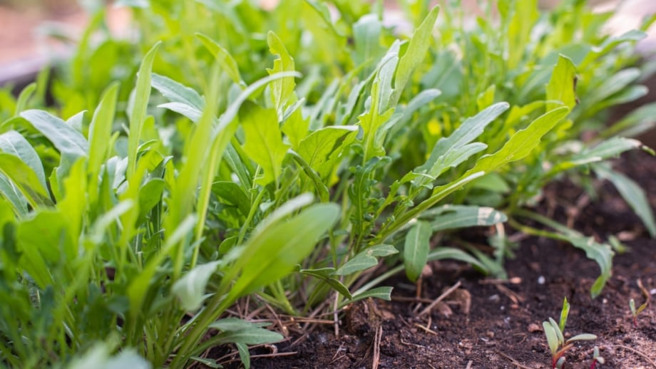 15 Best Raised Garden Bed Plants for Short-Season Climates