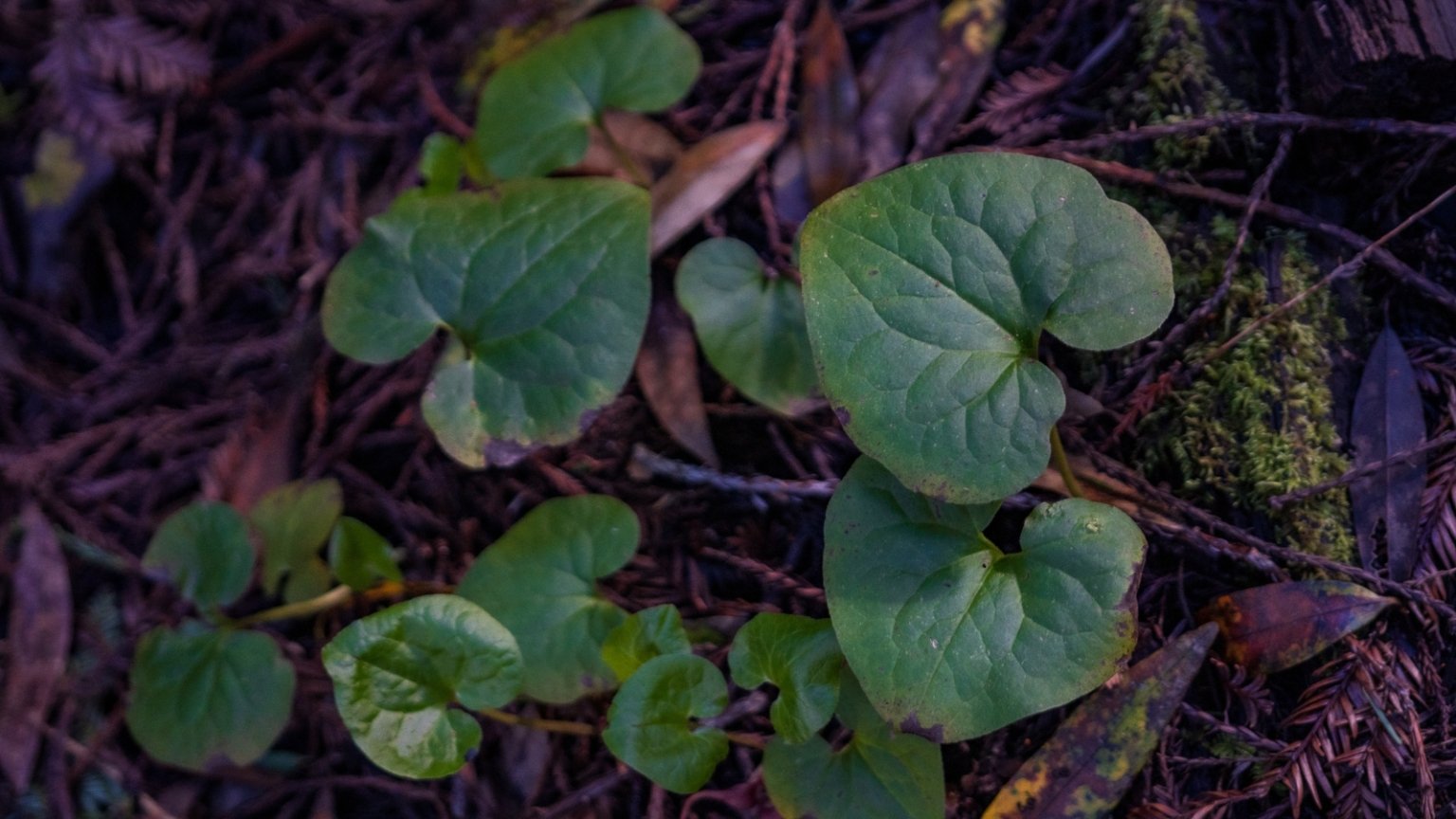 13 Best Plants to Grow with Rhododendrons