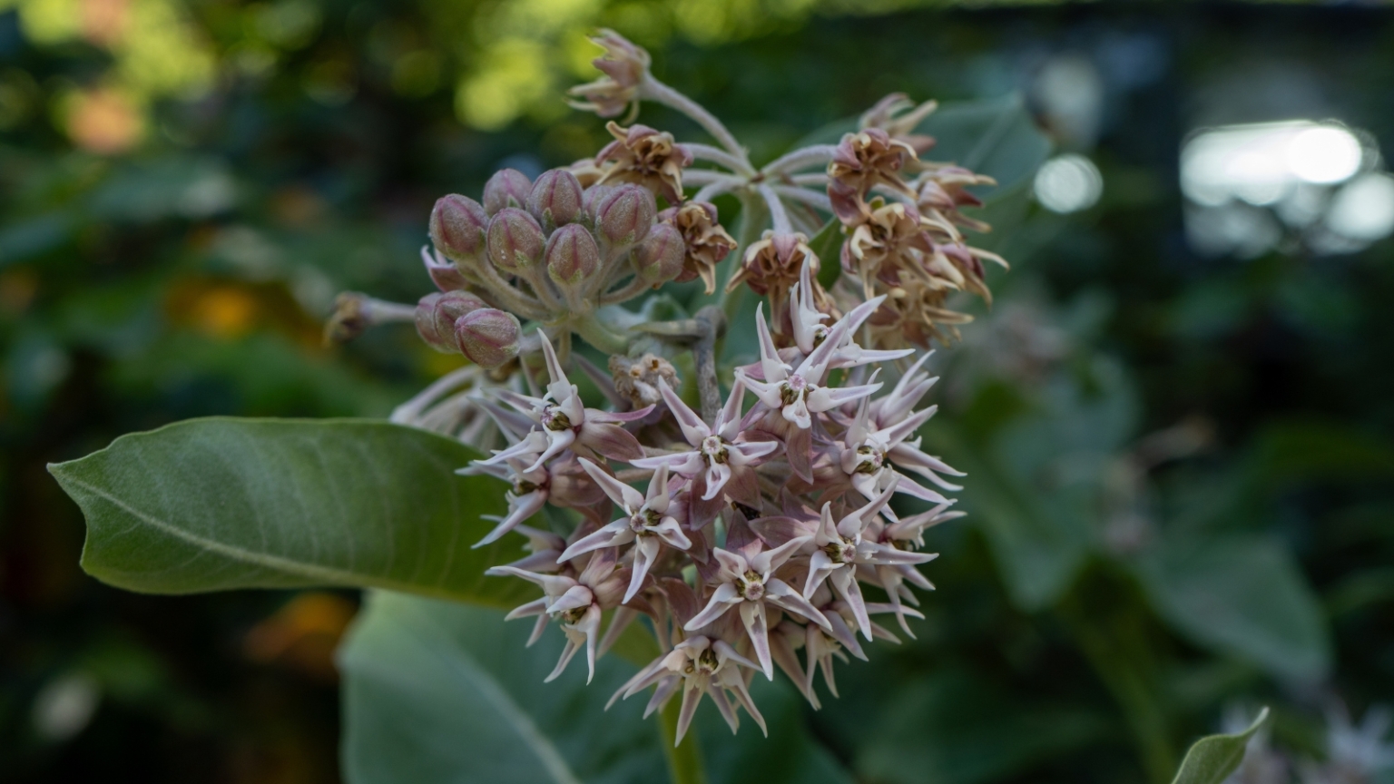 29 California Native Plants for Home Gardens