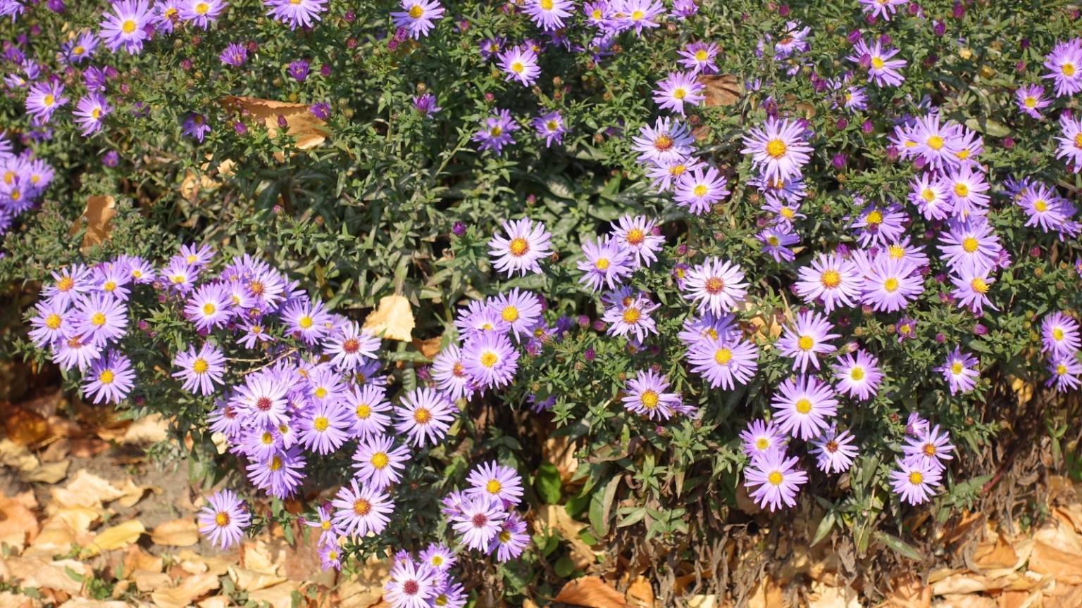 21 Beautiful Perennials to Plant in July