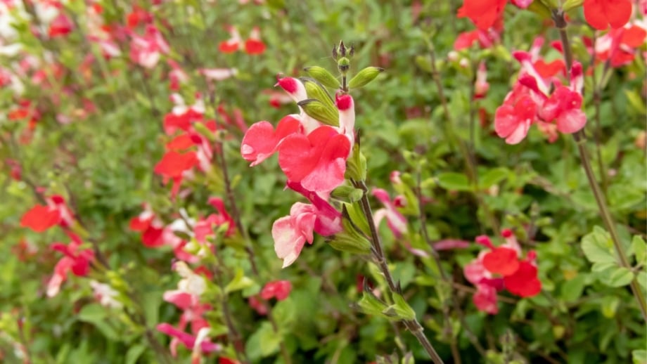 33 Native Plants That Bloom in Fall