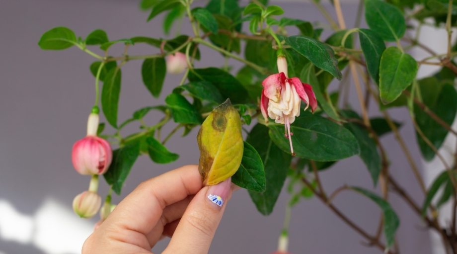 How to Prune Fuchsia Plants for Blooms All Summer