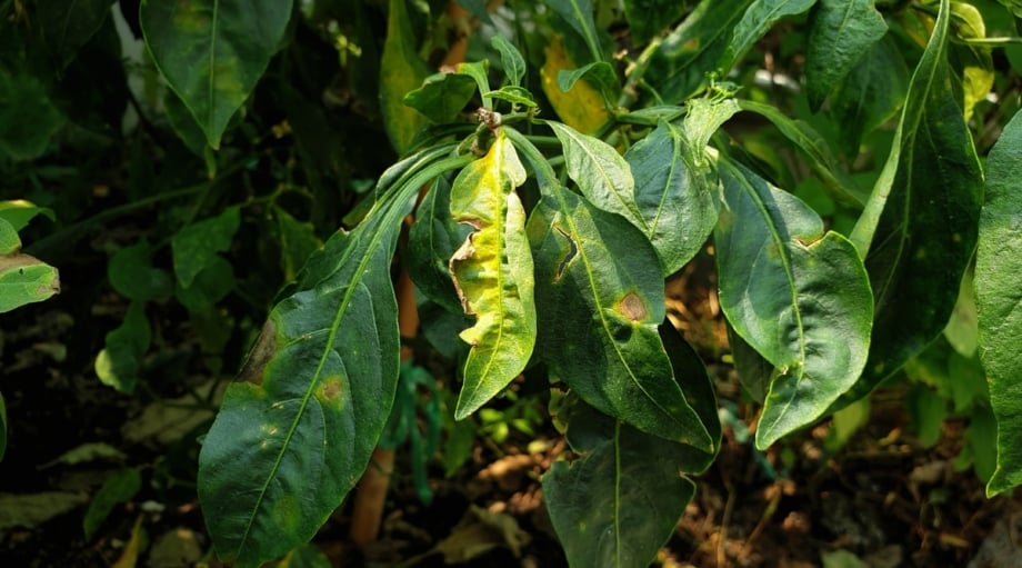 9 Common Pepper Diseases to Watch for This Season