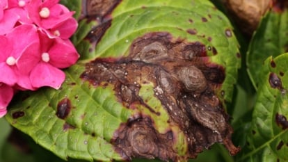 Why Are There Spots On My Hydrangea Leaves?