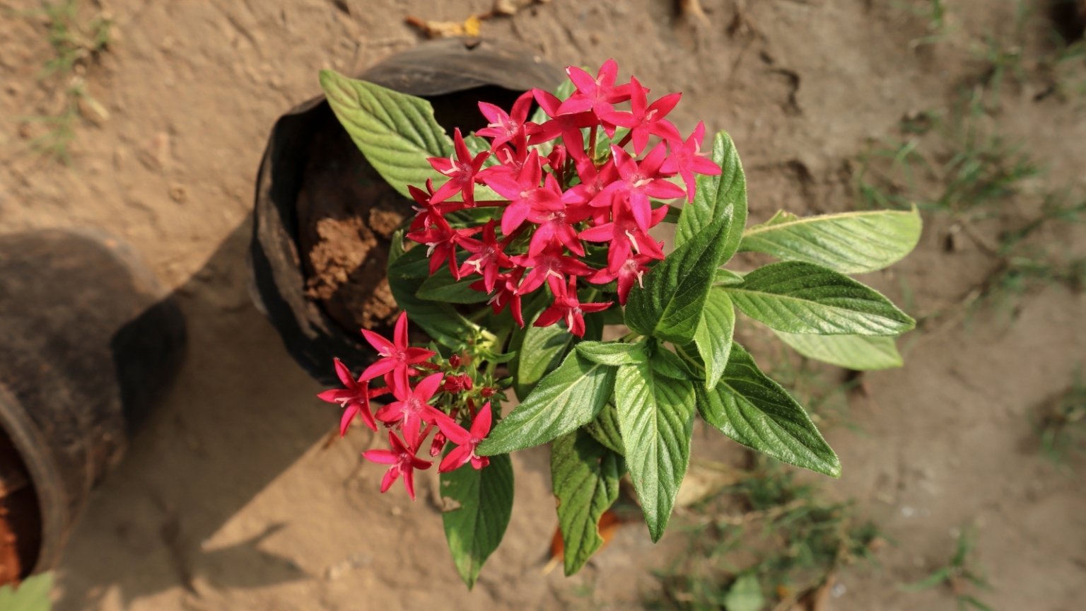 How to Plant, Grow, and Care For Pentas
