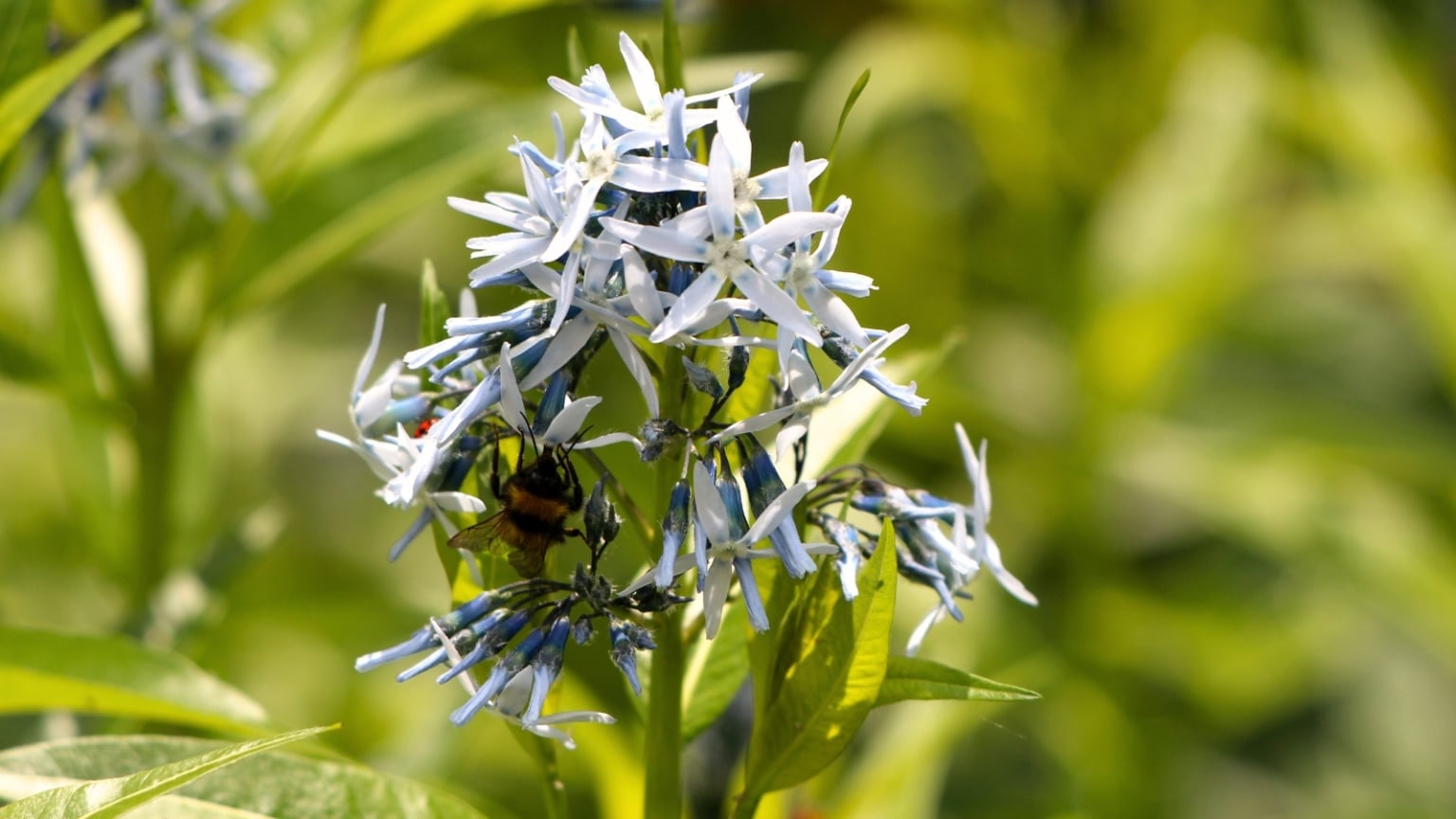 How to Plant, Grow, and Care for 'Storm Cloud' Amsonia