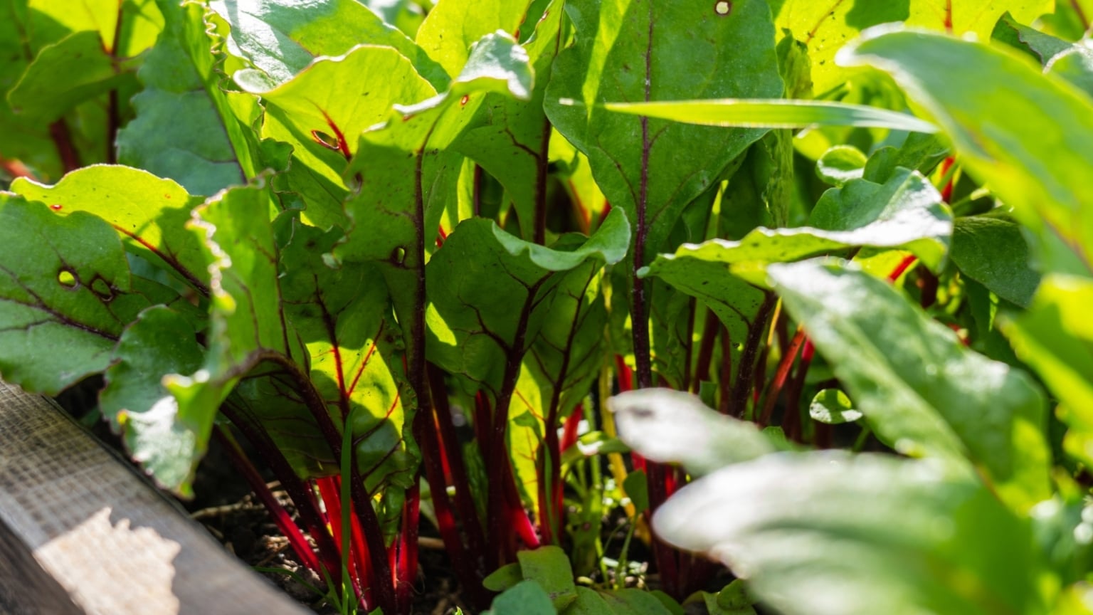 15 Best Raised Garden Bed Plants for Short-Season Climates