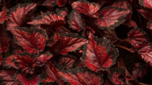 17 Houseplants with Red Foliage
