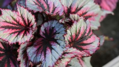 17 Houseplants with Red Foliage
