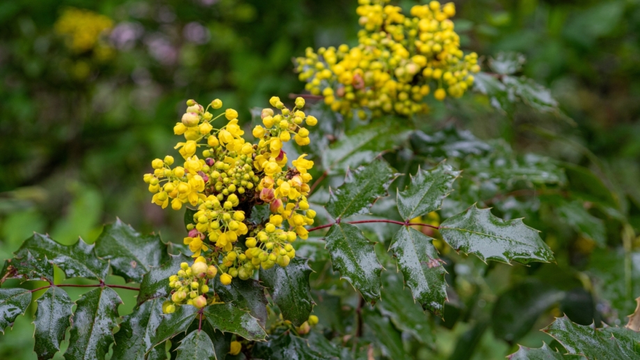 29 California Native Plants for Home Gardens
