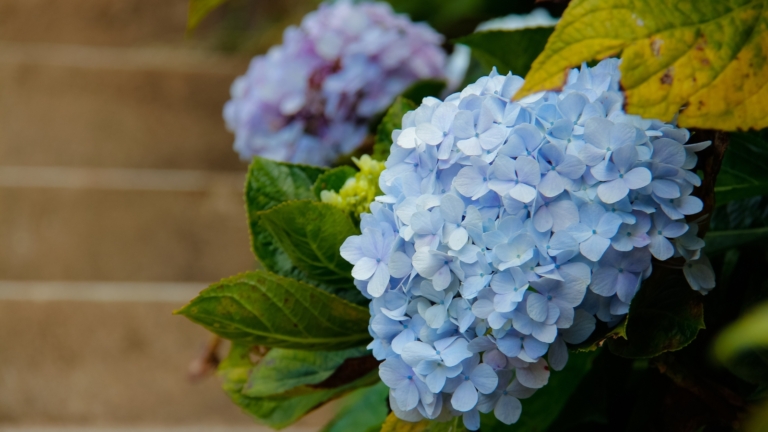How to Plant, Grow, and Care For Bigleaf Hydrangeas