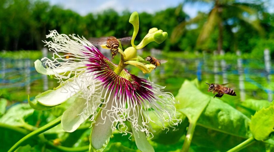How to Plant, Grow, and Care for Passion Fruit