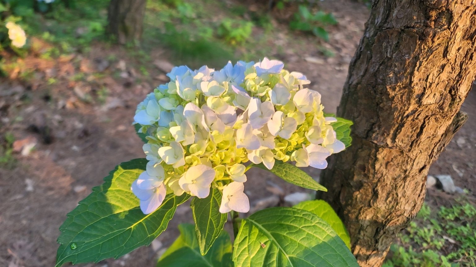 How To Plant Grow And Care For Bigleaf Hydrangeas