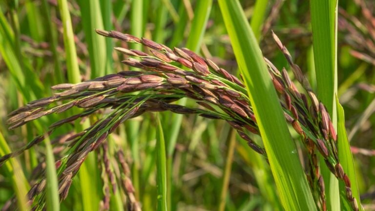 How to Plant, Grow, and Care for Rice