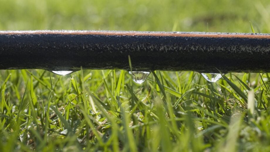 How to Plant, Grow, and Care for Oats