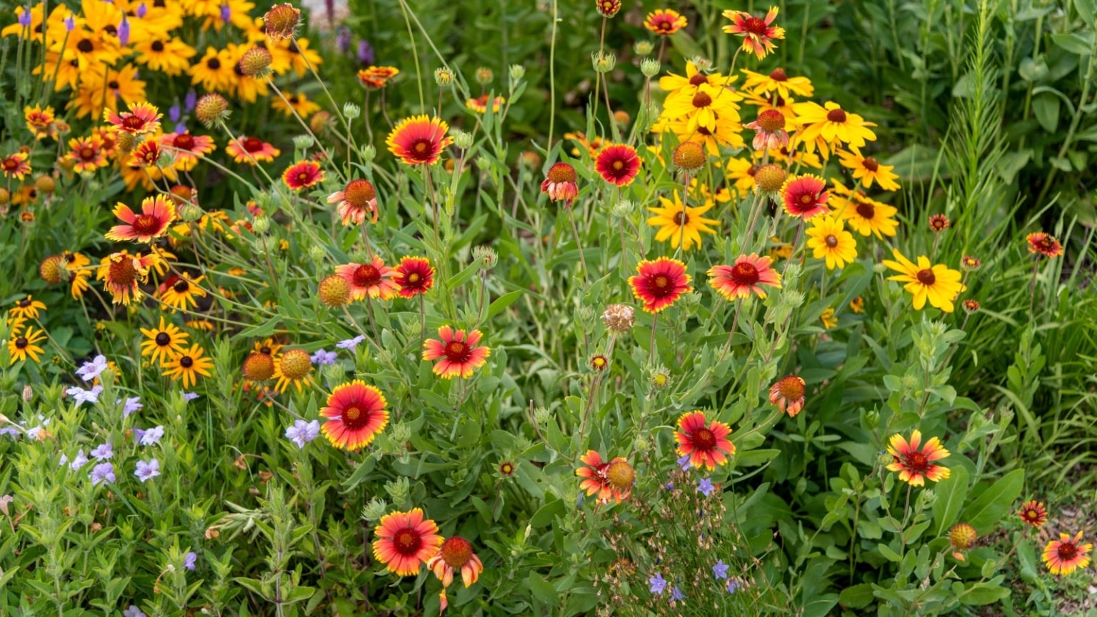 33 Native Plants That Bloom in Fall