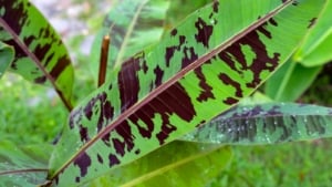 9 Best Banana Trees for Home Gardens