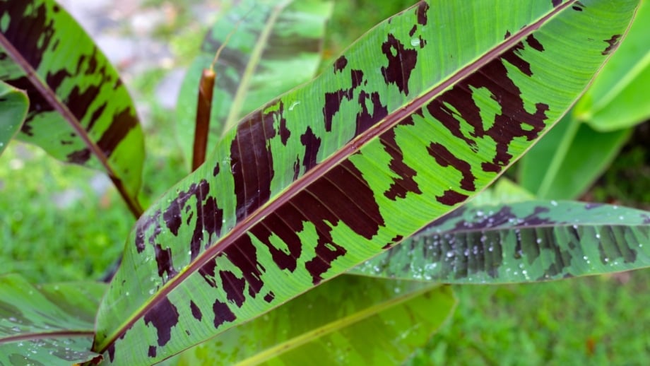 9 Best Banana Trees for Home Gardens