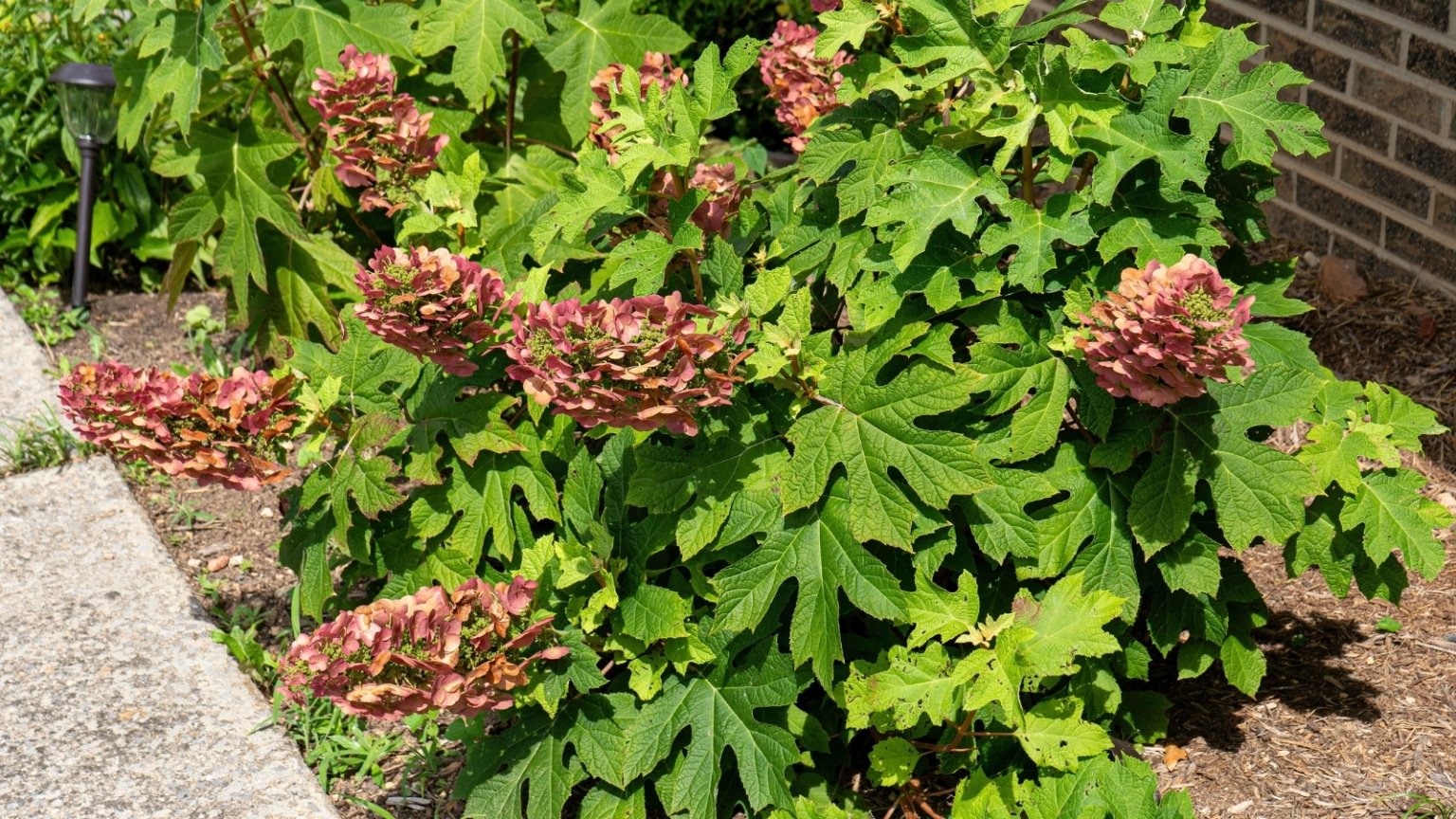 15 Varieties of Oakleaf Hydrangea