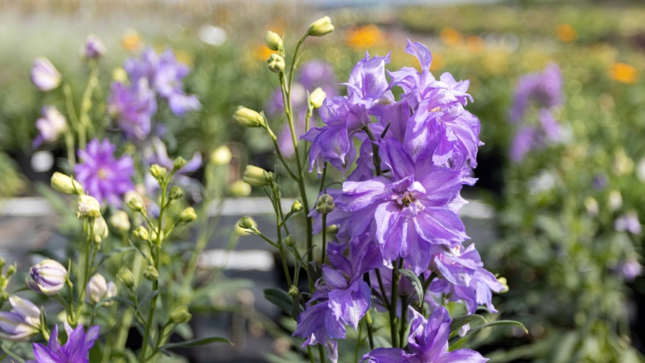 How to Grow Delphiniums in Pots and Containers