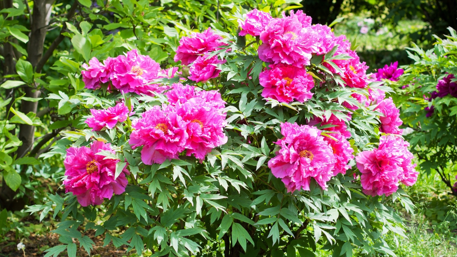 When and How to Cut Back Peonies