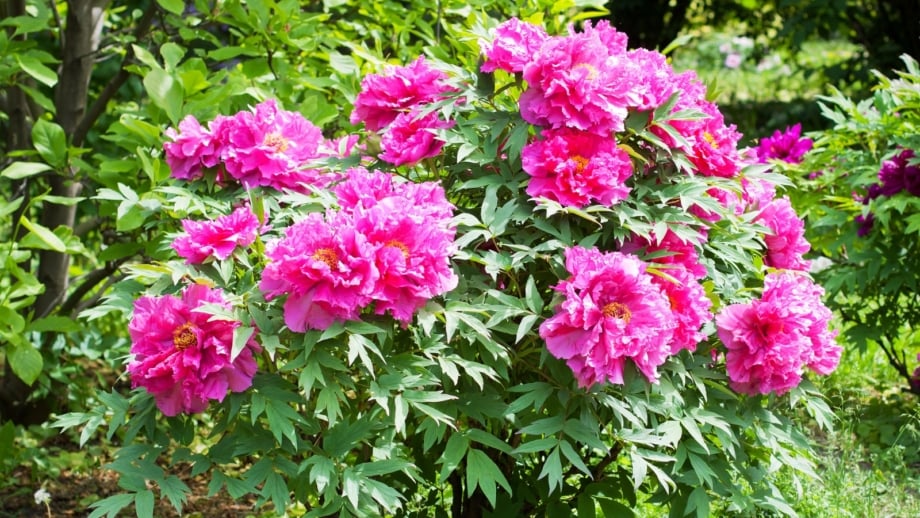 When and How to Cut Back Peonies