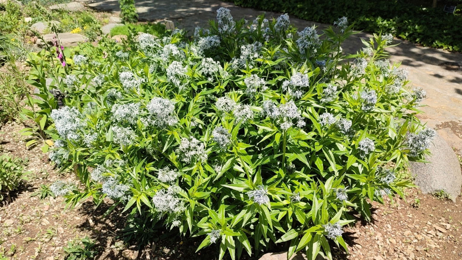 How to Plant, Grow, and Care for 'Storm Cloud' Amsonia