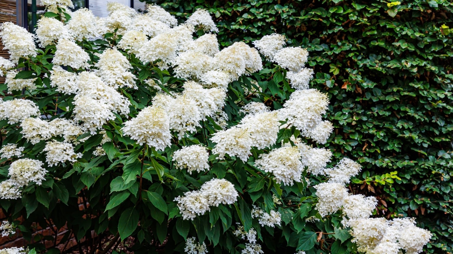 How to Plant, Grow, and Care For Bigleaf Hydrangeas