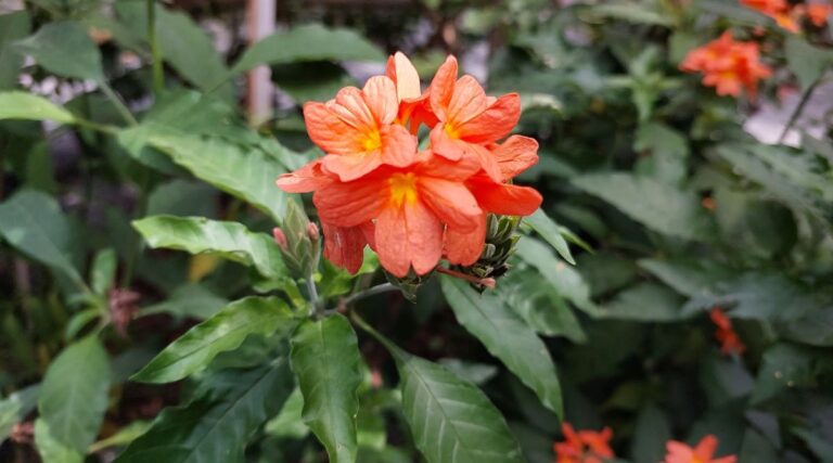How to Plant, Grow, and Care for Crossandra