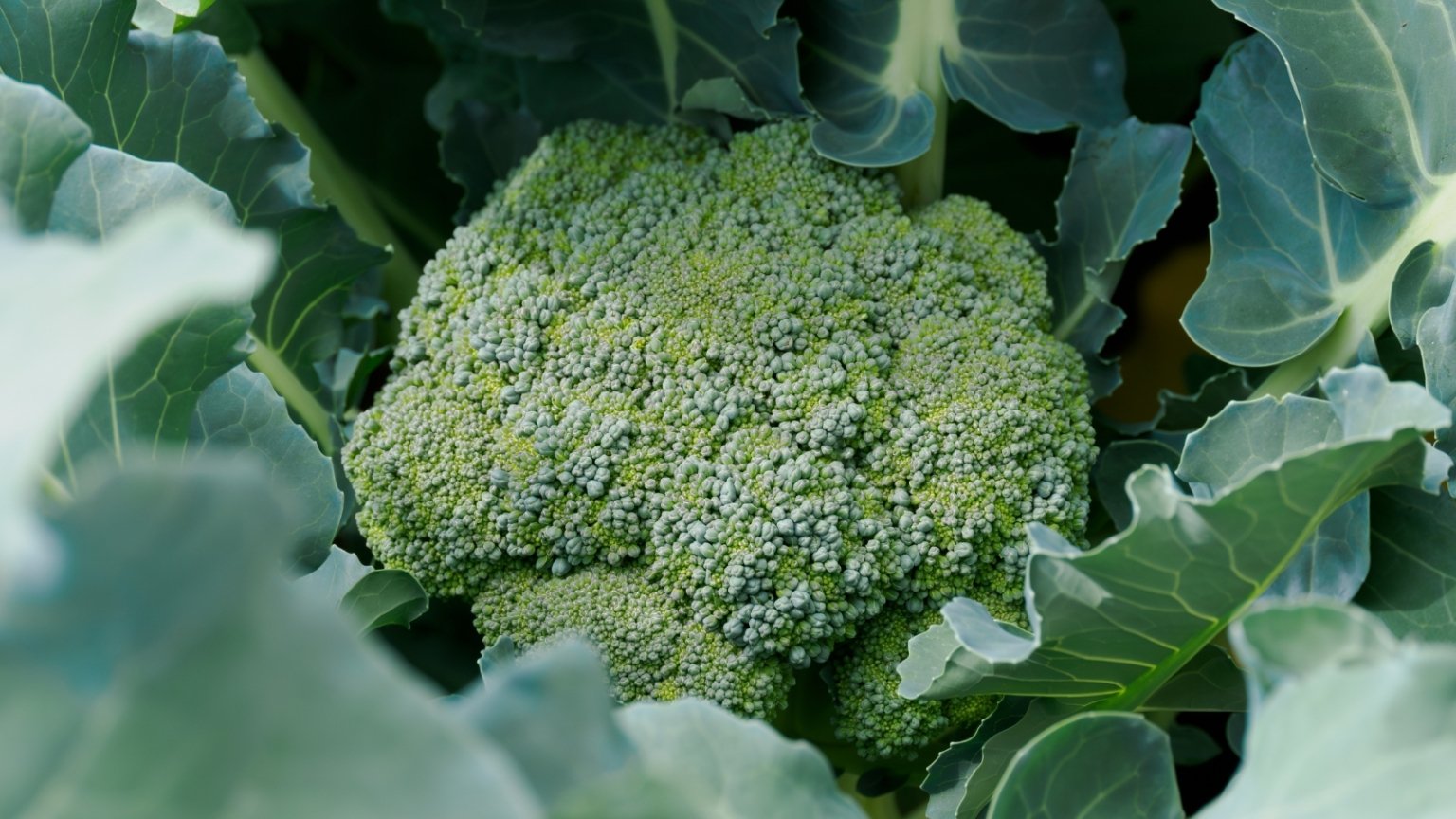 How to Grow Broccoli in Raised Beds: A Complete Guide