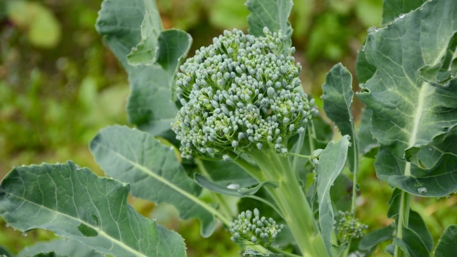 21 Types of Broccoli You Should Grow This Year - Epic Gardening