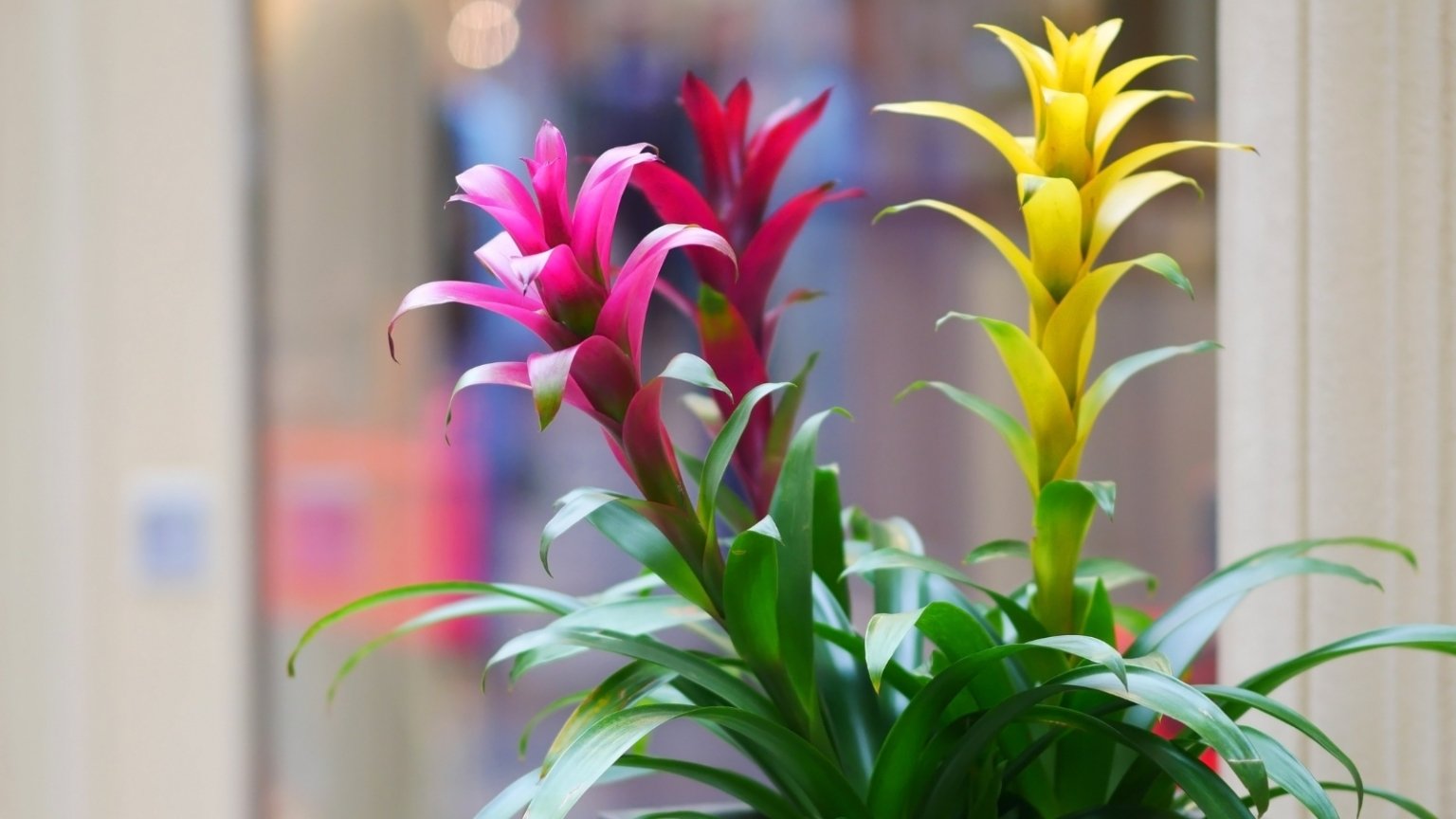 27 Tropical Plants That Thrive Indoors