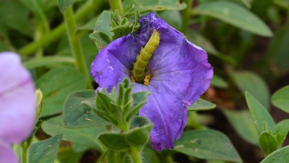 7 Petunia Pests: ID and Treatment