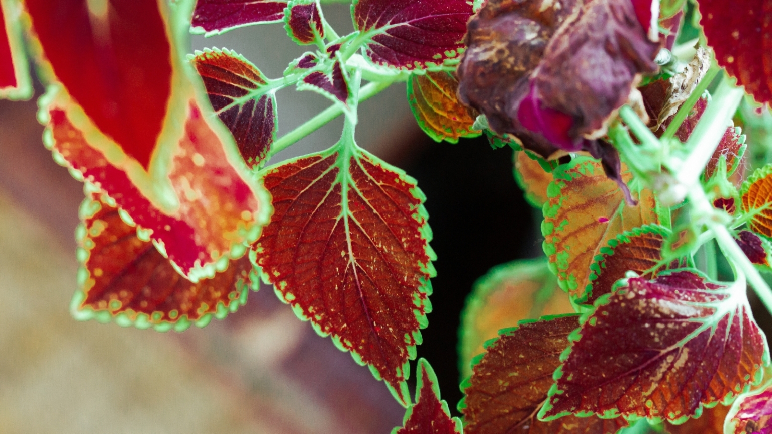 17 Houseplants with Red Foliage