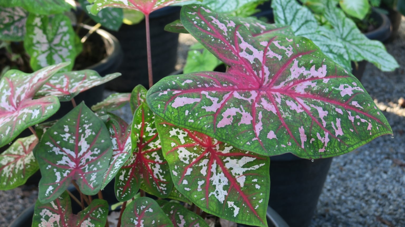 17 Varieties of Houseplants With Heart-Shaped Leaves
