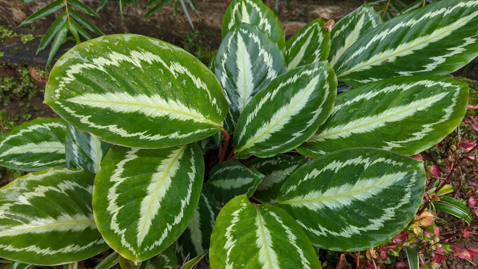 Calathea Care: Calathea Types You Should Be Growing