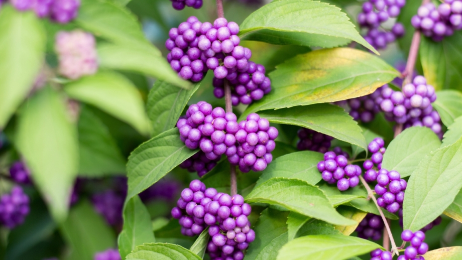 26 Best Native Plants For Containers: Regional Recommendations