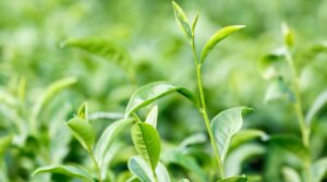 How to Plant and Grow Tea at Home