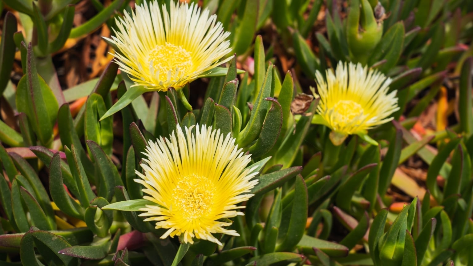 Don’t Plant These 15 Invasive Ground Covers