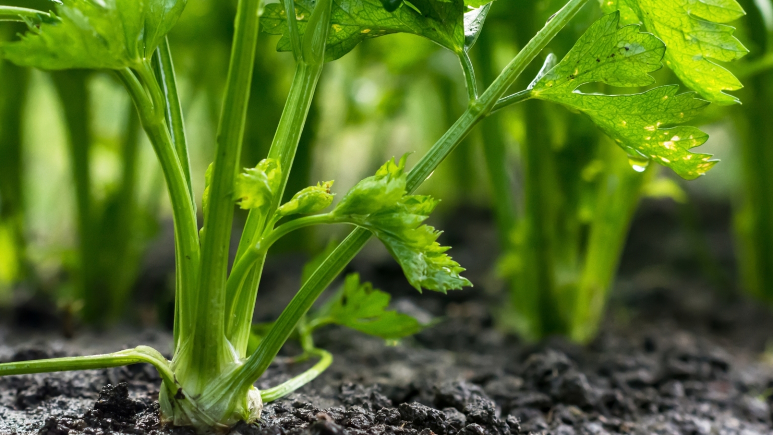 5 Tips For Growing Celery in Raised Beds