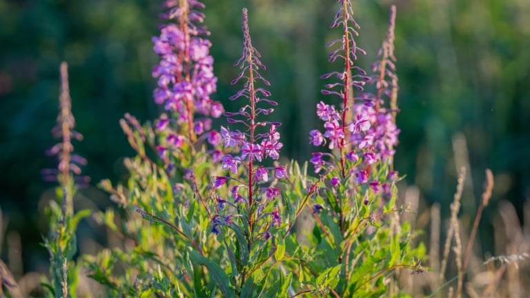 21 Wildflowers Native to Washington State