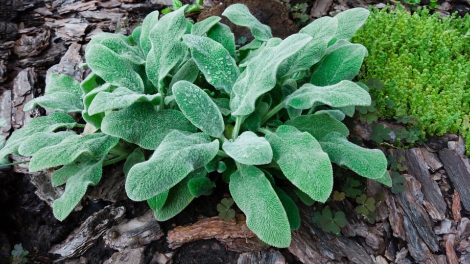How to Plant, Grow, and Care For Lamb’s Ear Plants