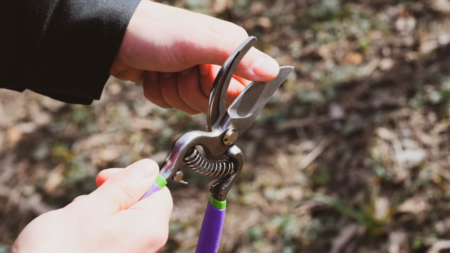 How to Prune Squash Plants for Bigger, Better Yields