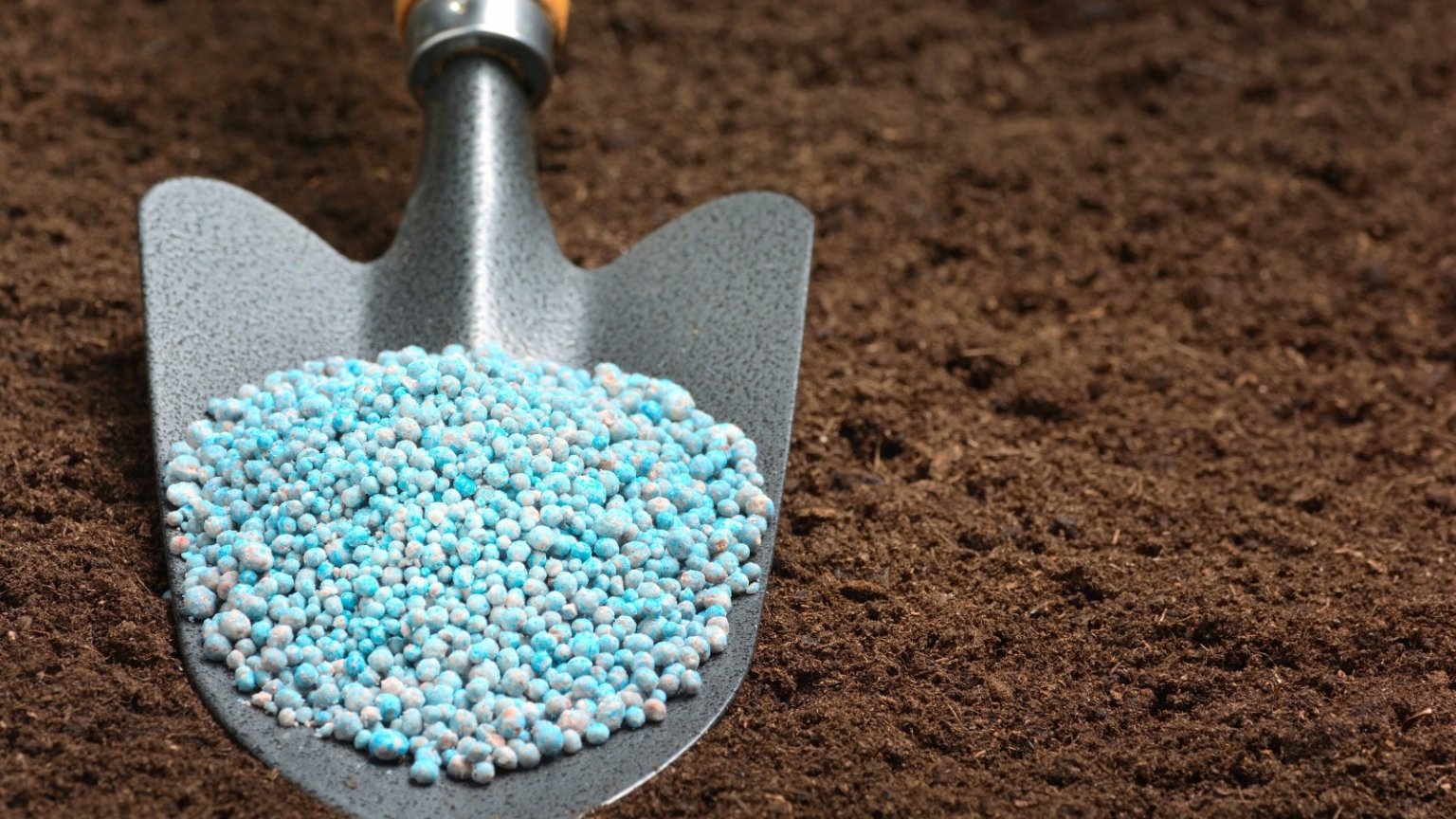 How to Plant, Grow, and Care for Giant Sequoia Trees