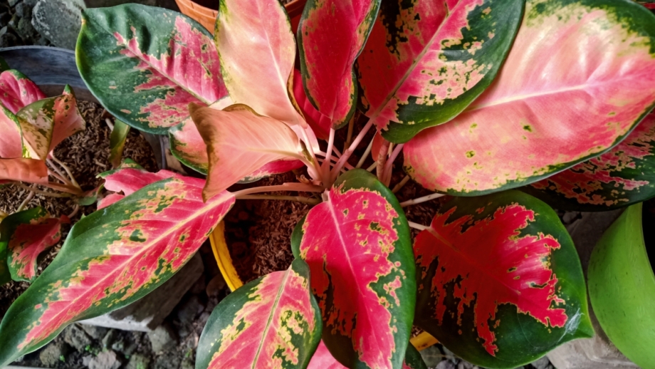 17 Houseplants with Red Foliage